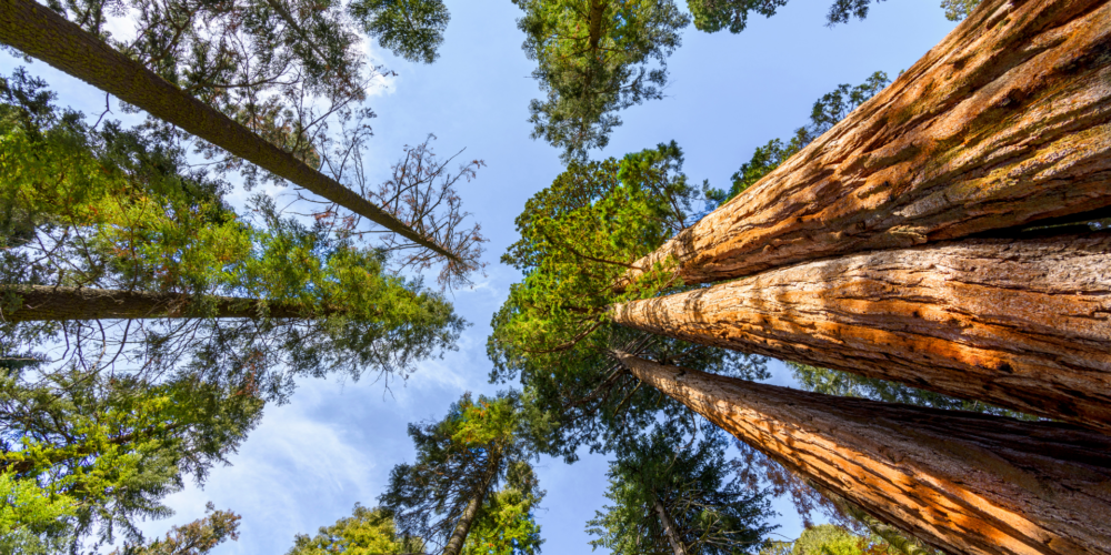 The Journey to Sustainability: How Trees Make a Difference - Focus ...